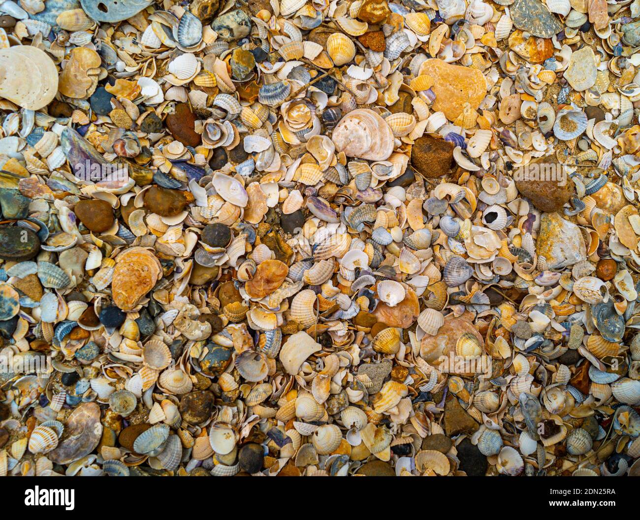 Retro Seamless Shells Pattern High Resolution Stock Photography and ...