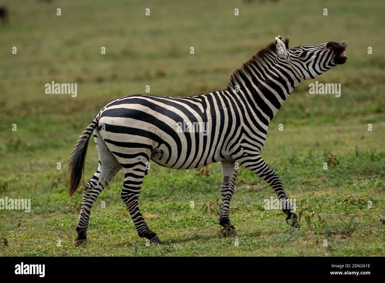 Zebra male female hi-res stock photography and images - Alamy