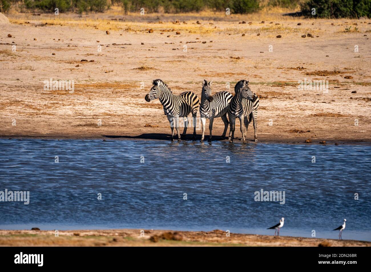 3 zebras stand by a pool of water Stock Photo - Alamy