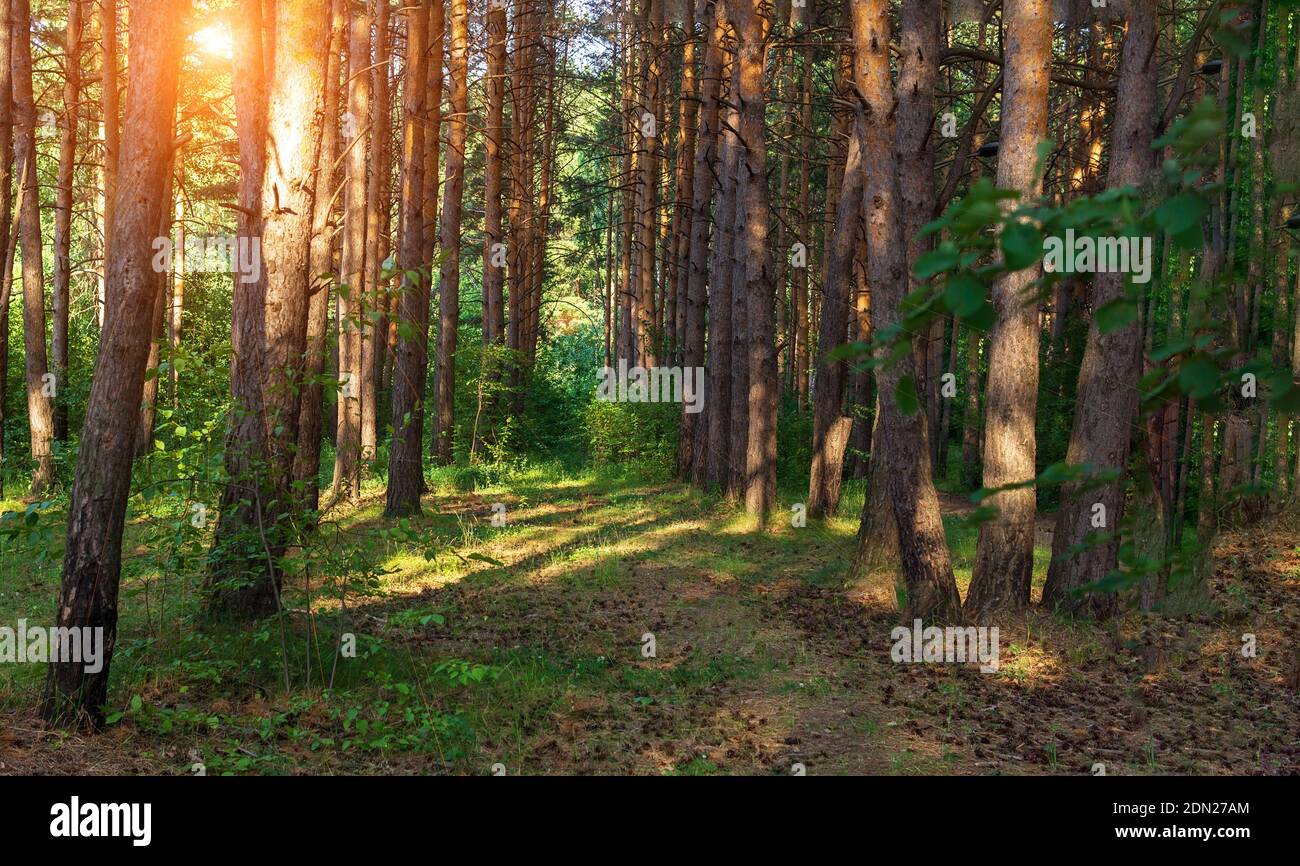 Rays forest evergreen tall hi-res stock photography and images - Alamy