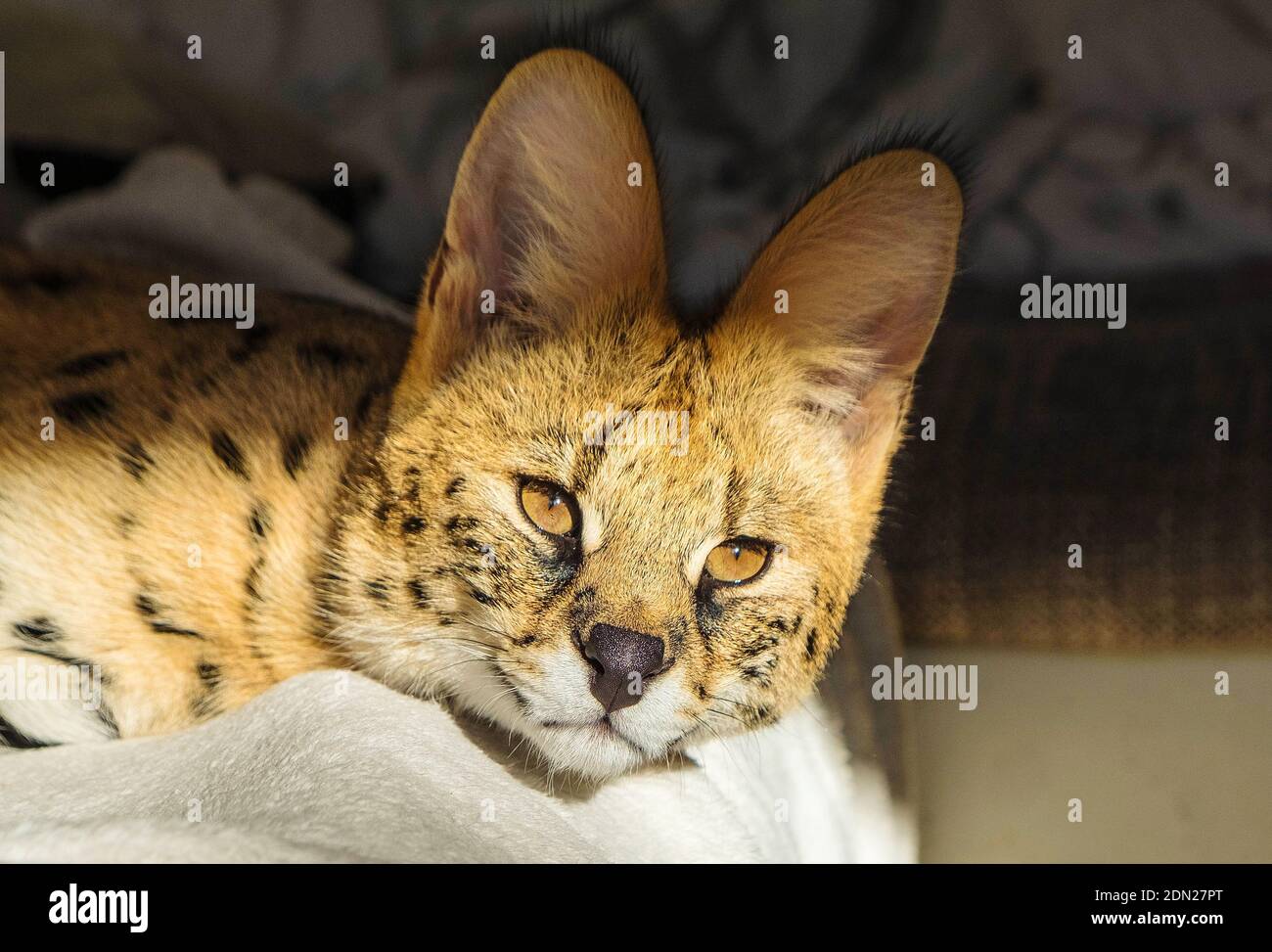 Resting serval hi-res stock photography and images - Alamy