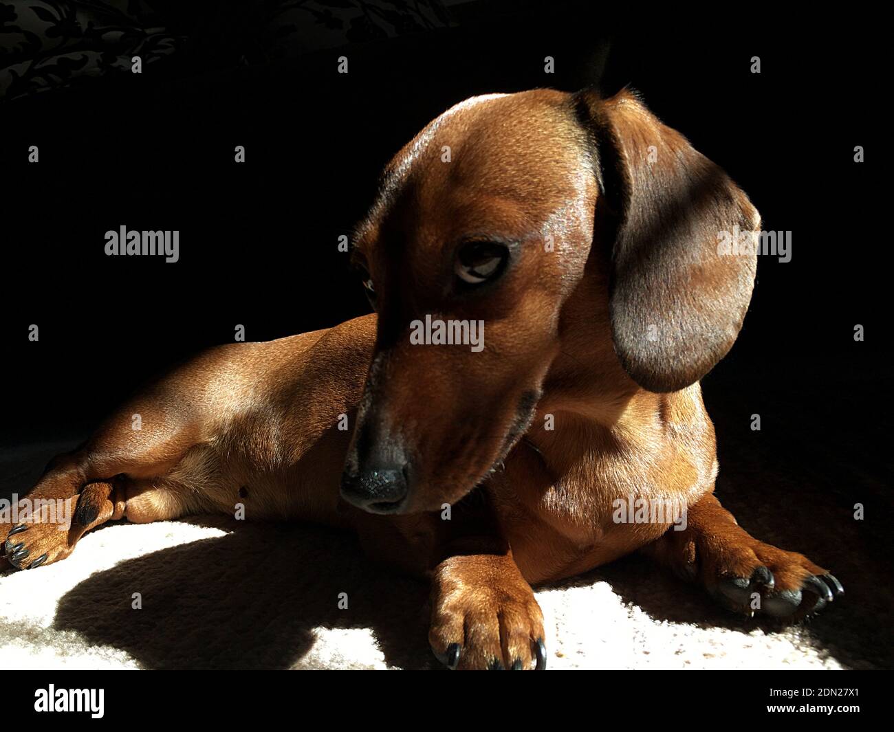 Teckel head hi-res stock photography and images - Alamy