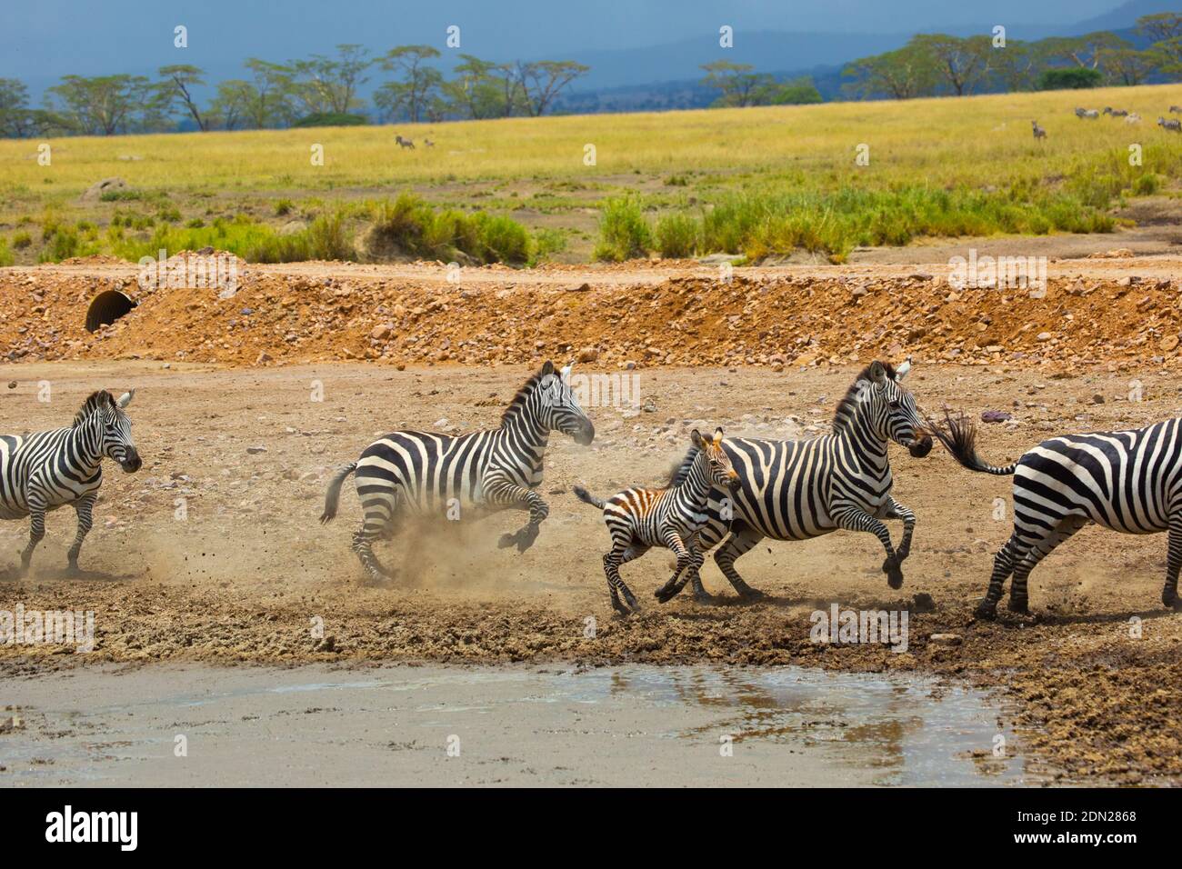 Zebra running away hi-res stock photography and images - Alamy