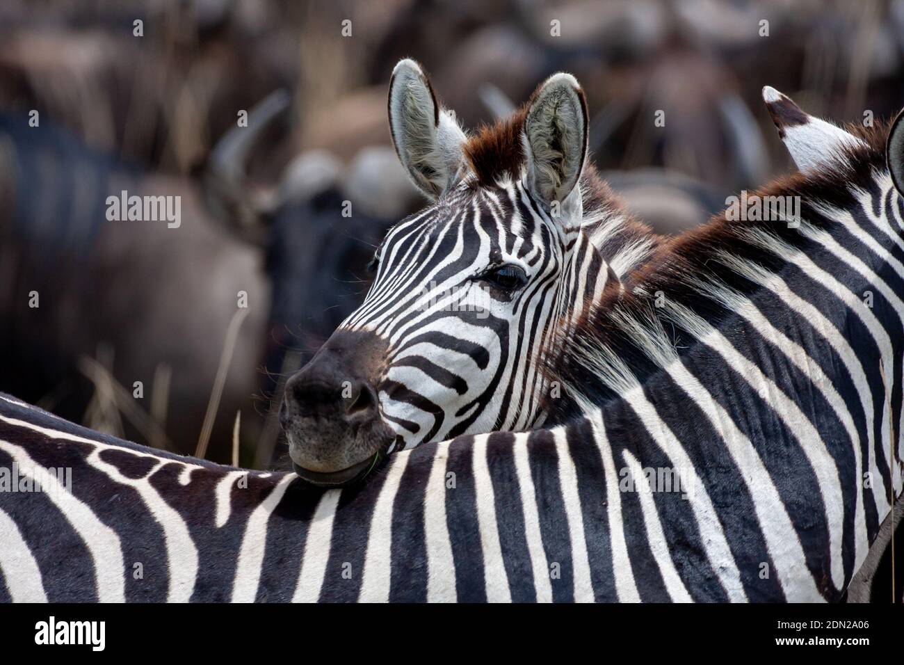Zebras mutually grooming Stock Photo - Alamy