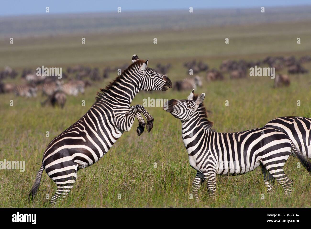 Two male zebras fighting Stock Photo - Alamy