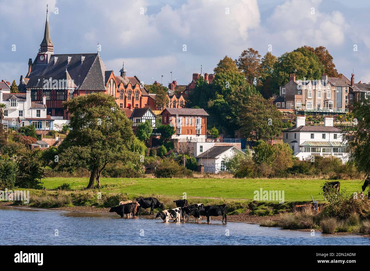 Cows drinking from the river Dee at Chester. Cheshire North West ...