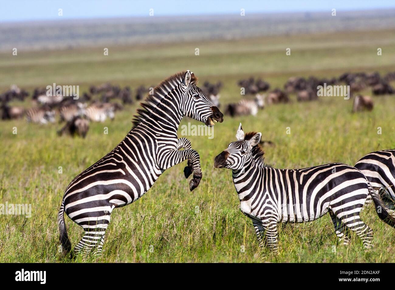 Two male zebras fighting Stock Photo - Alamy