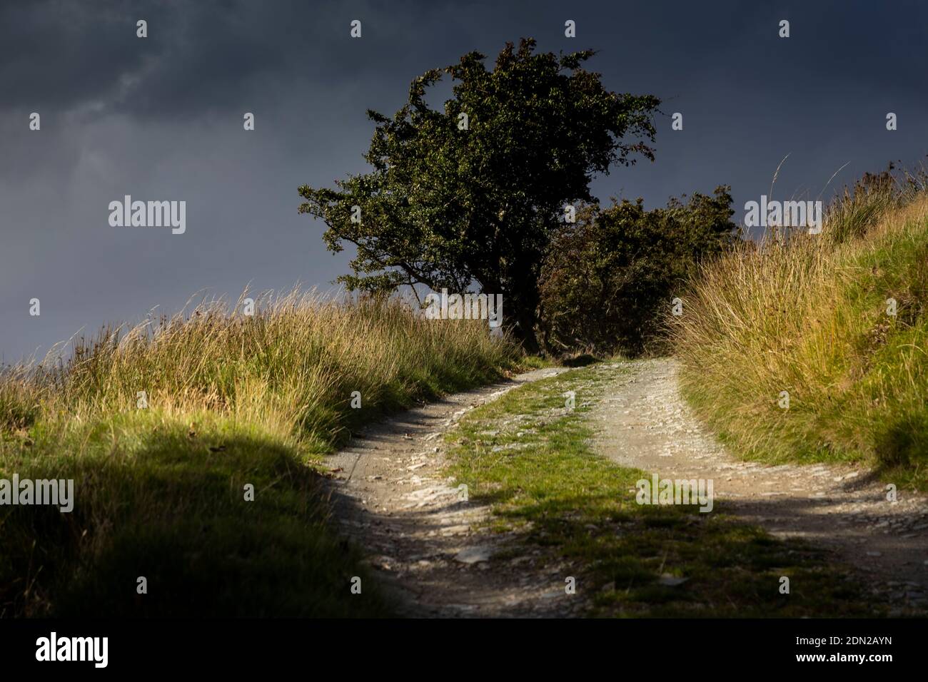 Sunlit pathway hi-res stock photography and images - Alamy