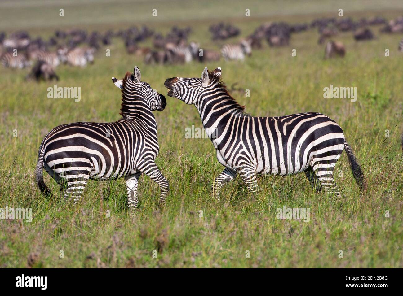 Two male zebras fighting Stock Photo - Alamy