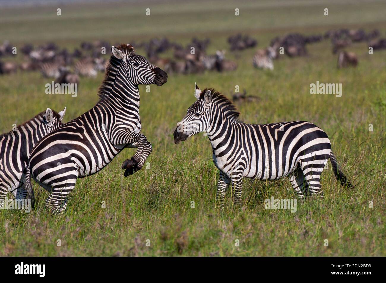 Two male zebras fighting Stock Photo - Alamy
