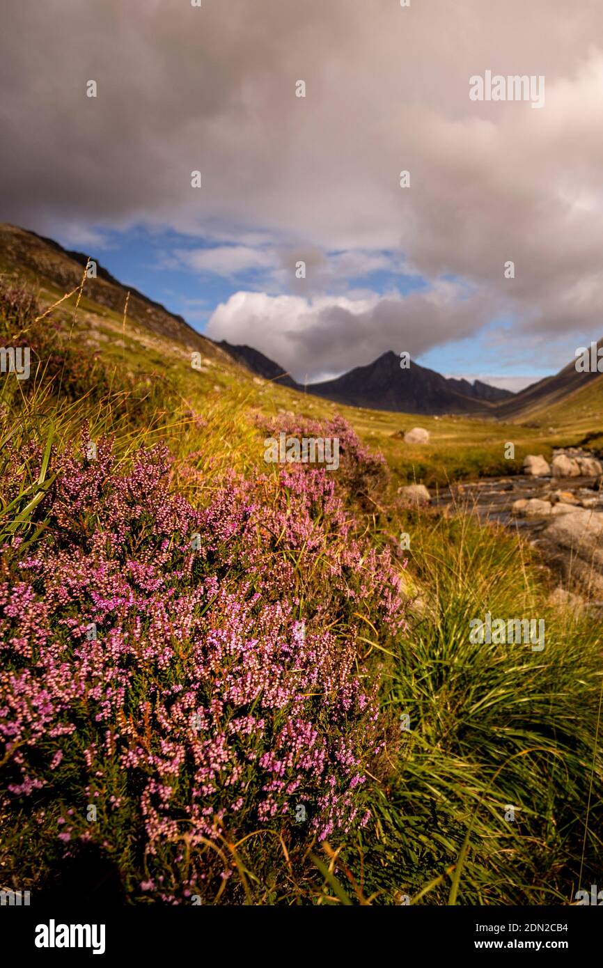 purple heather at Glen Rosa on Arran Stock Photo - Alamy