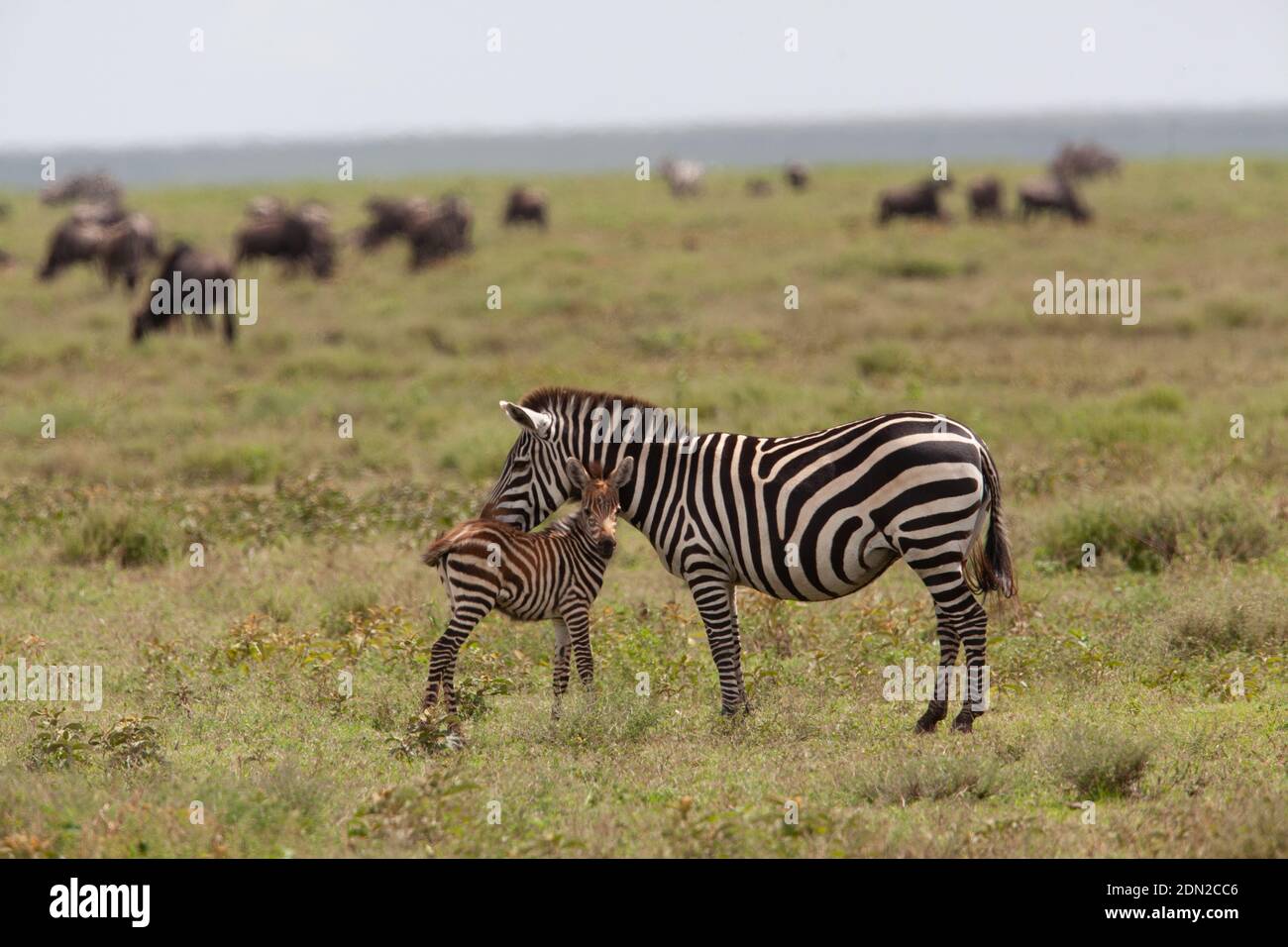 Mother zebra with her foal Stock Photo - Alamy