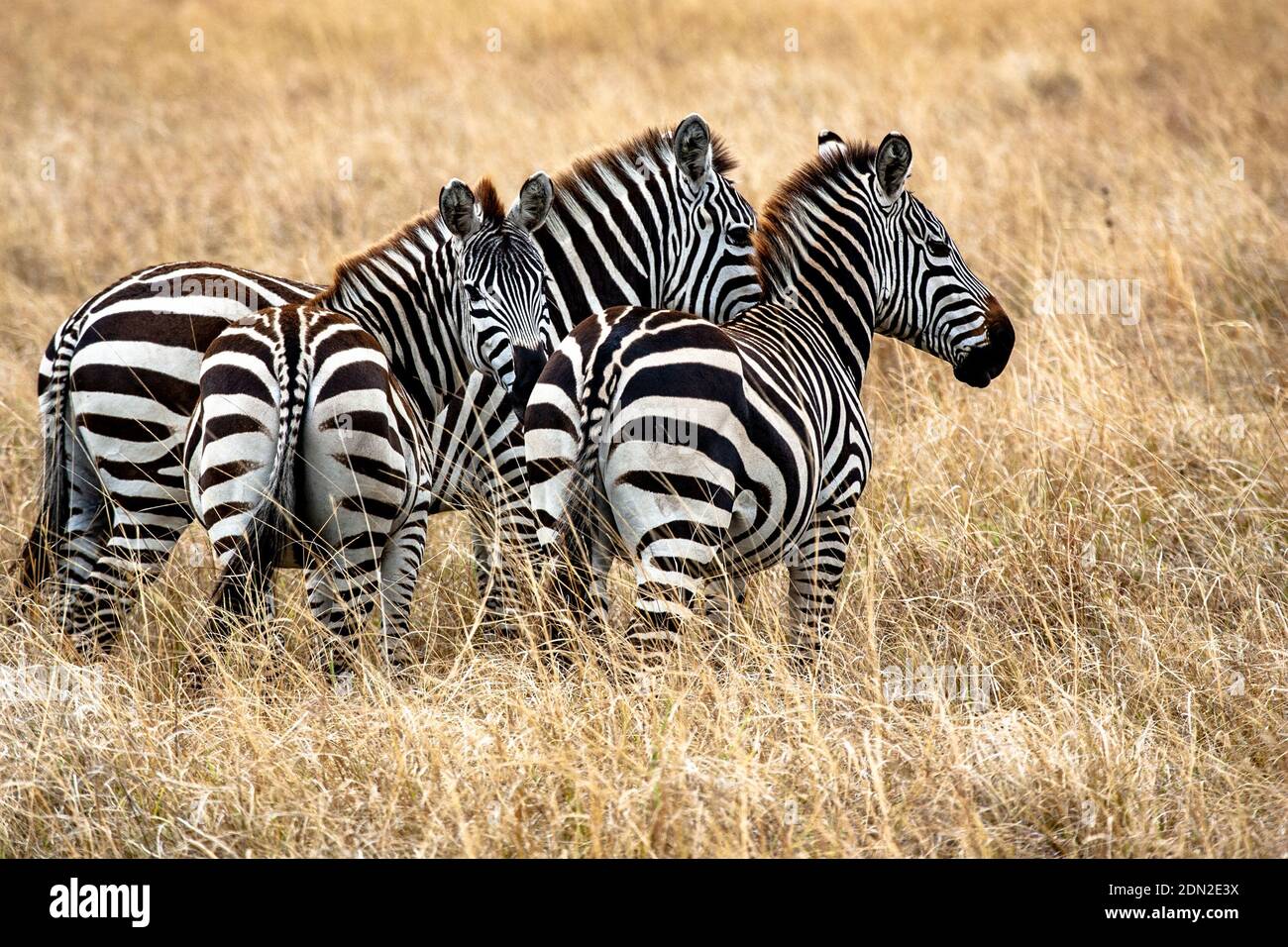 Zebra group africa hi-res stock photography and images - Alamy