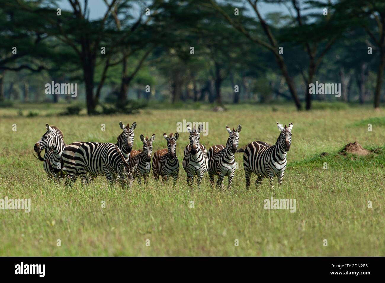 Group of mara hi-res stock photography and images - Alamy