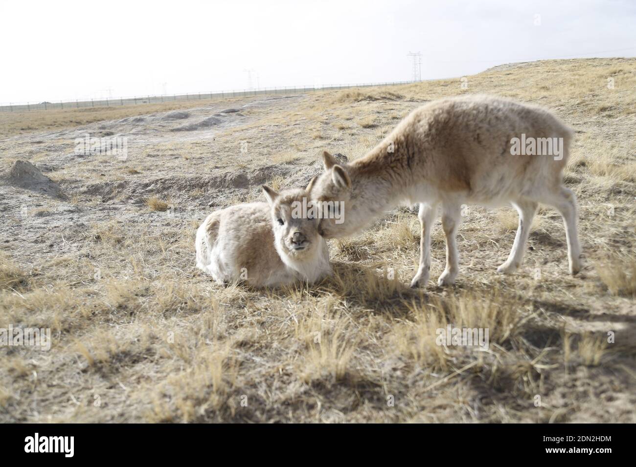 Tibetan Antelope Baby