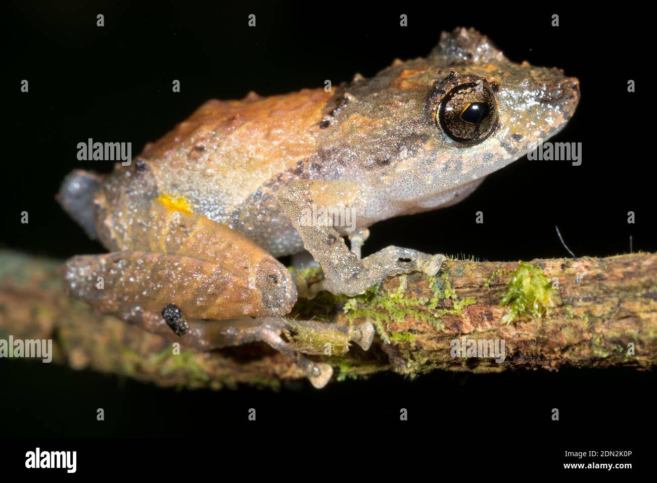 White-striped Robber Frog (Pristimantis luteolateralis) on a branch in ...