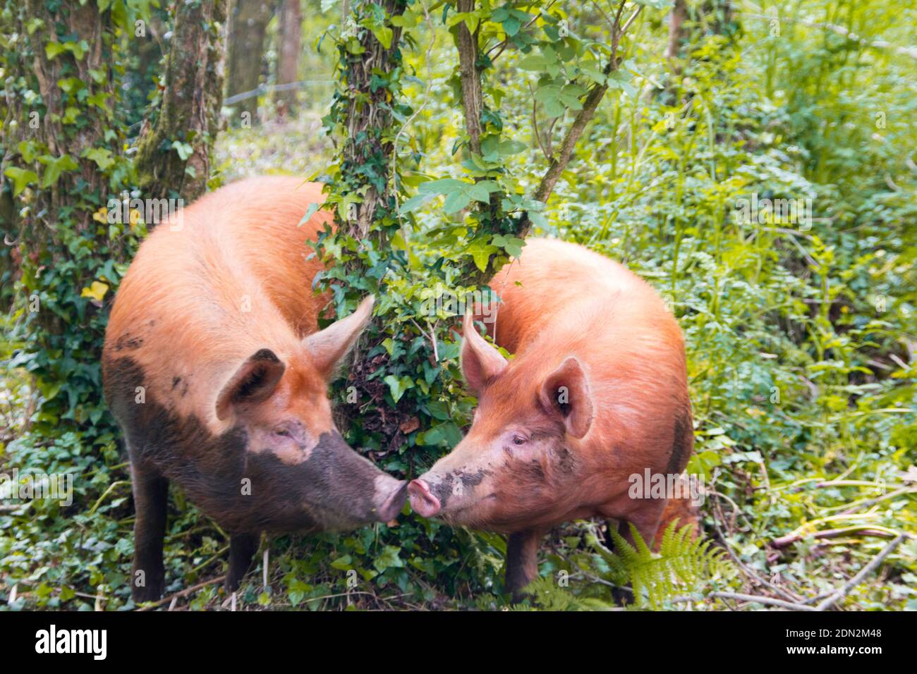 Domestic pigs kissing hi-res stock photography and images - Alamy
