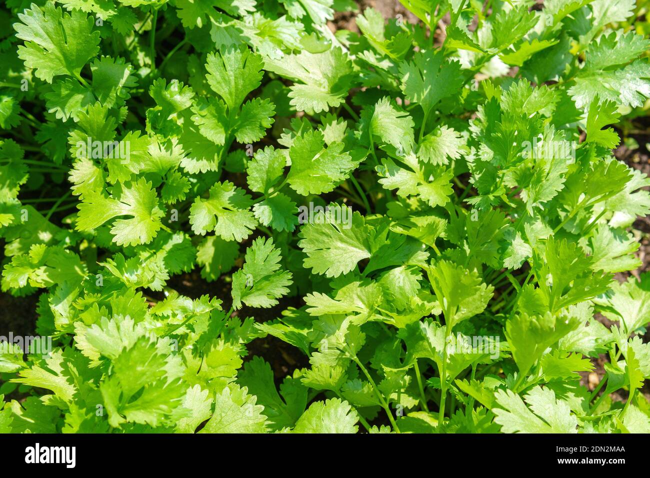 Green and fresh coriander plant also known as cilantro or Chinese ...