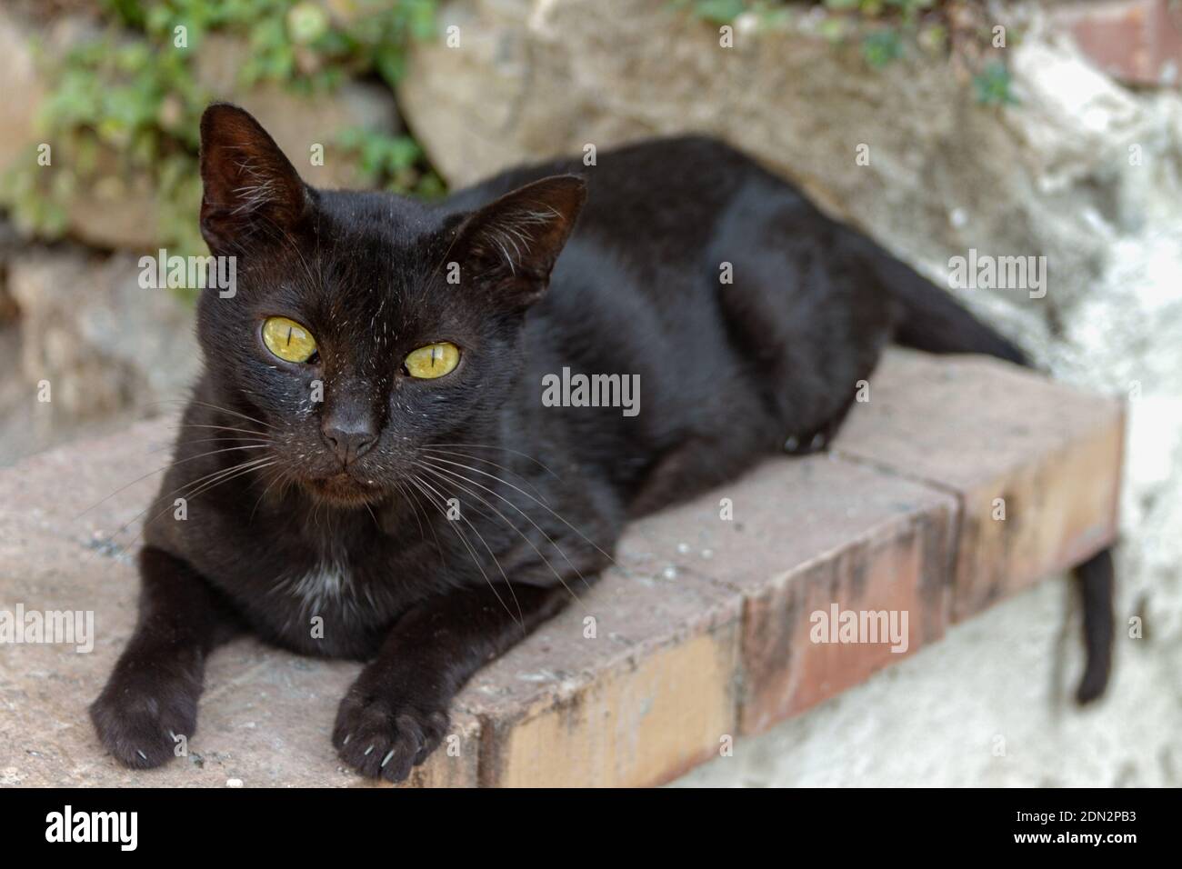 Pisciotta Italy High Resolution Stock Photography and Images - Alamy