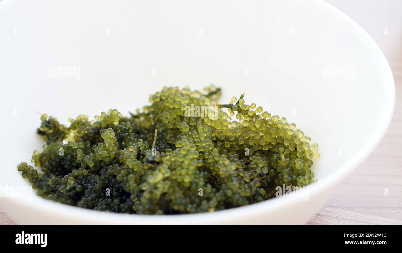 Caulerpa Lentillifera High Resolution Stock Photography and Images - Alamy