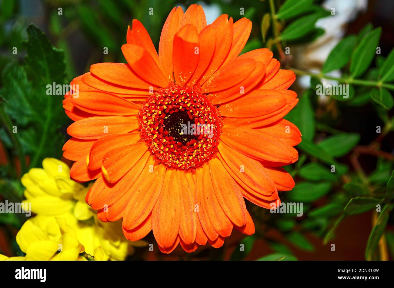 Gerbera viridifolia hi-res stock photography and images - Alamy