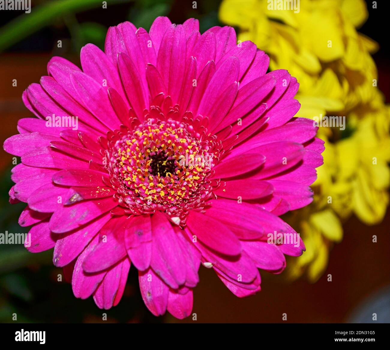 Gerbera viridifolia hi-res stock photography and images - Alamy