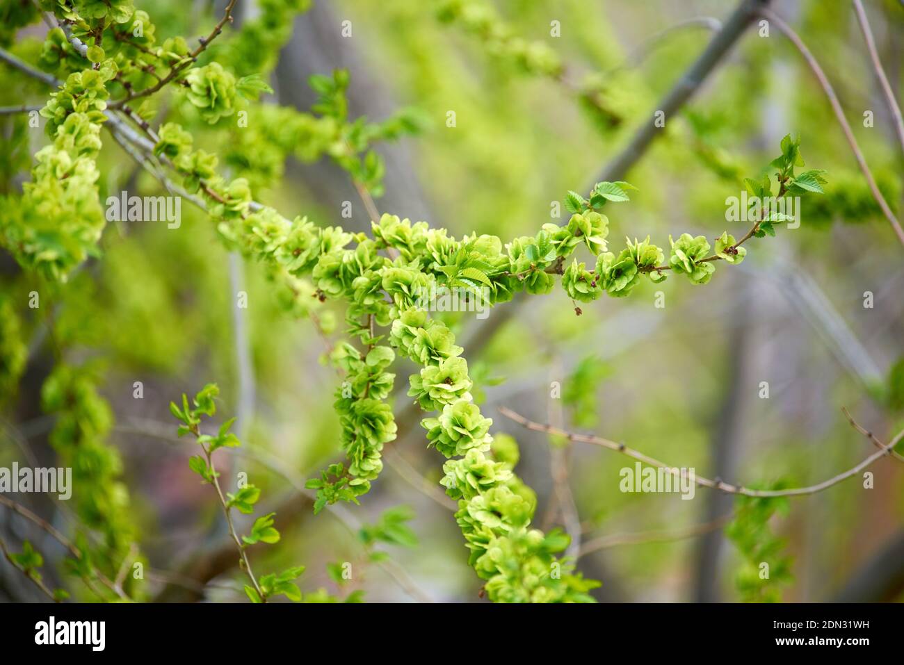 Ulmus glabra, the wych elm, Scotch elm or Scots elm. Green fresh branch ...
