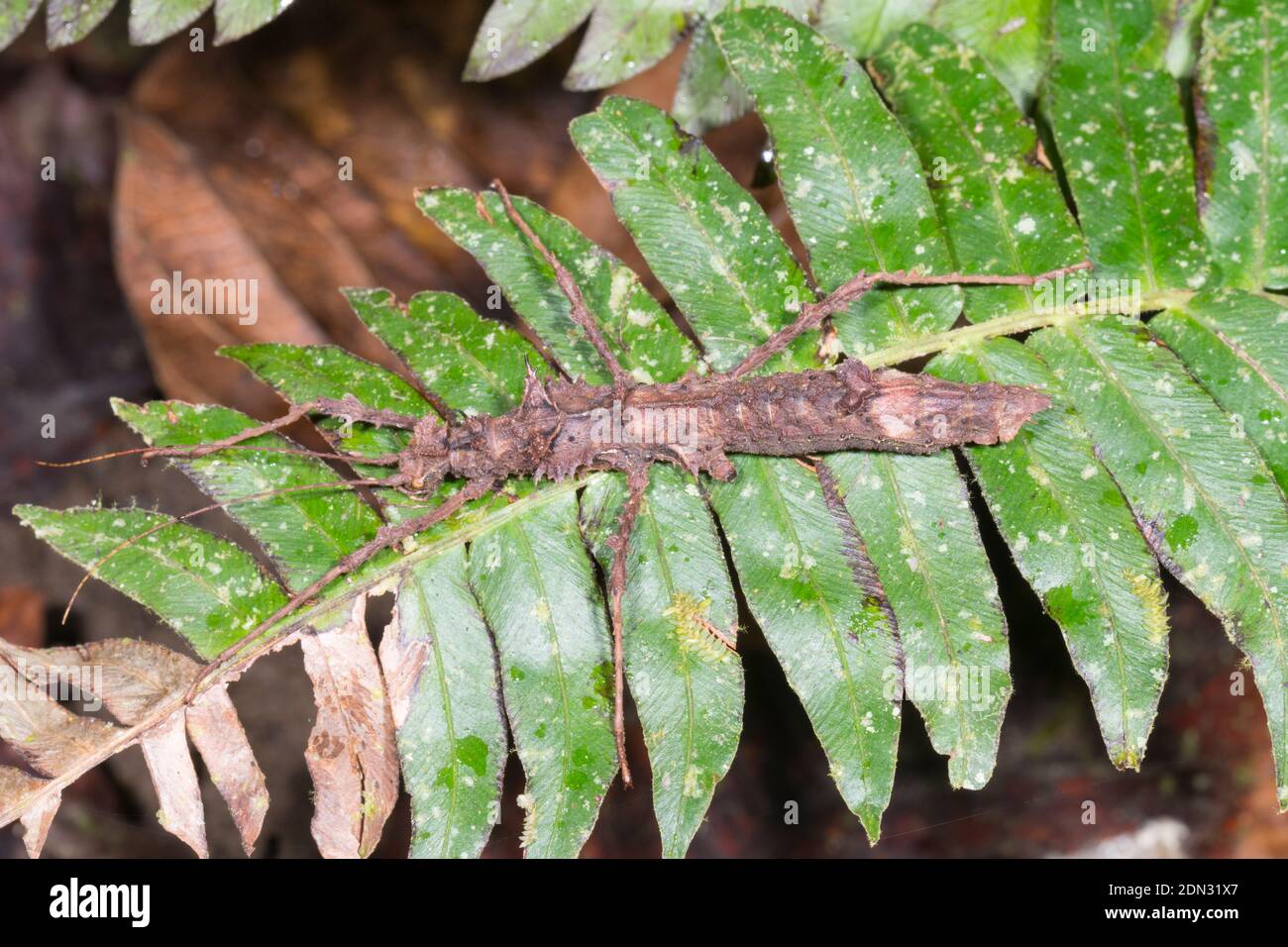 Spiny stick insect (Acanthoclonia sp.) on a fern leaf in montane ...