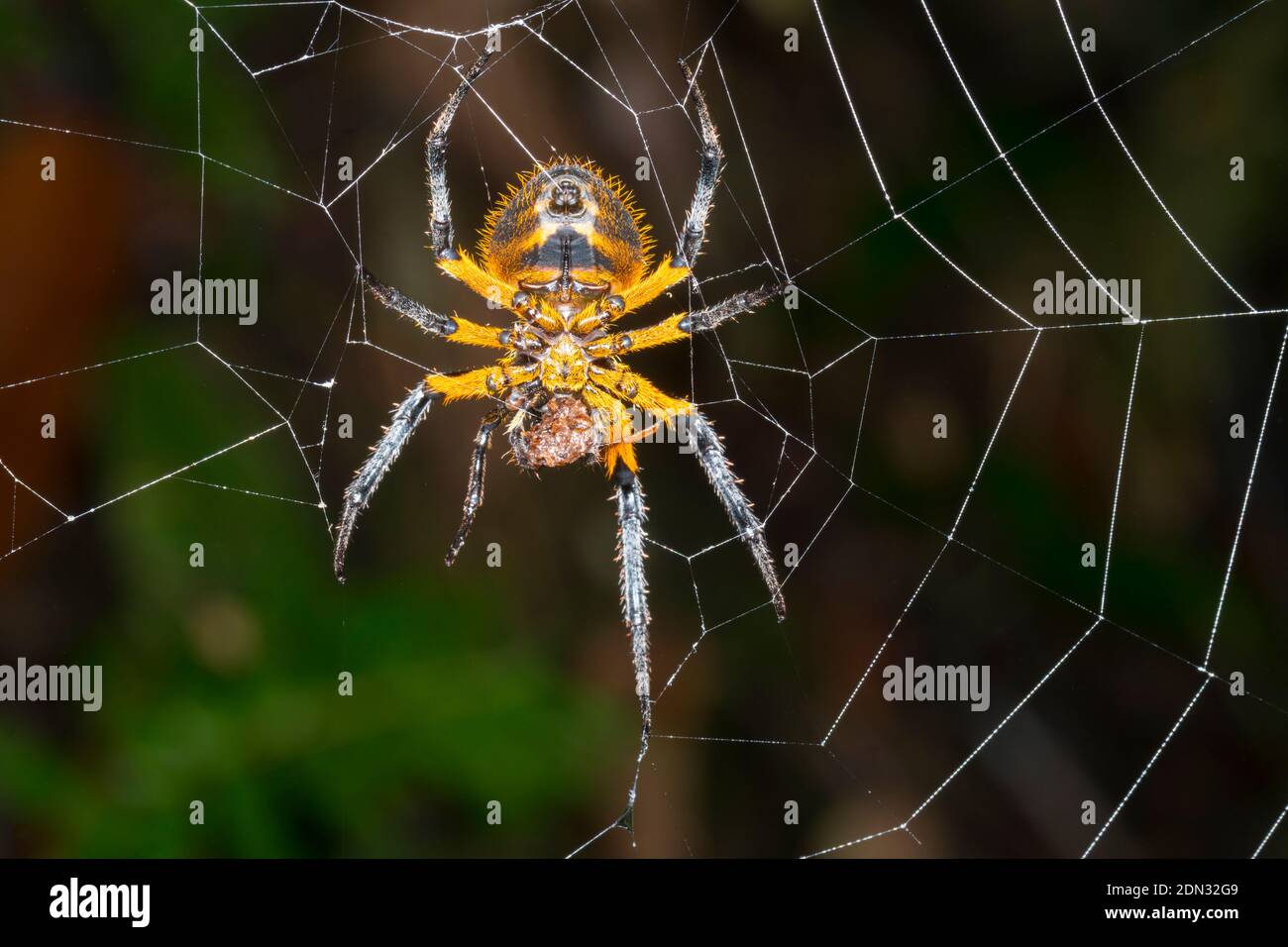 Orb web spider (Eriophora sp.) feeding in its web at night in montane ...