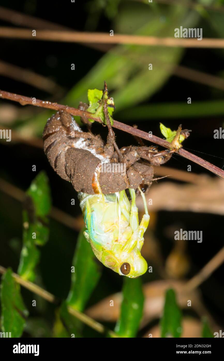 Adult cicada emerging from its larval skin at night in montane ...