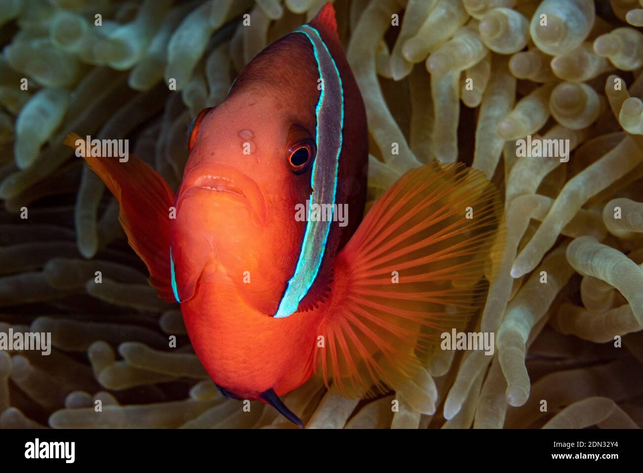 Underwater macrophotography hi-res stock photography and images - Alamy