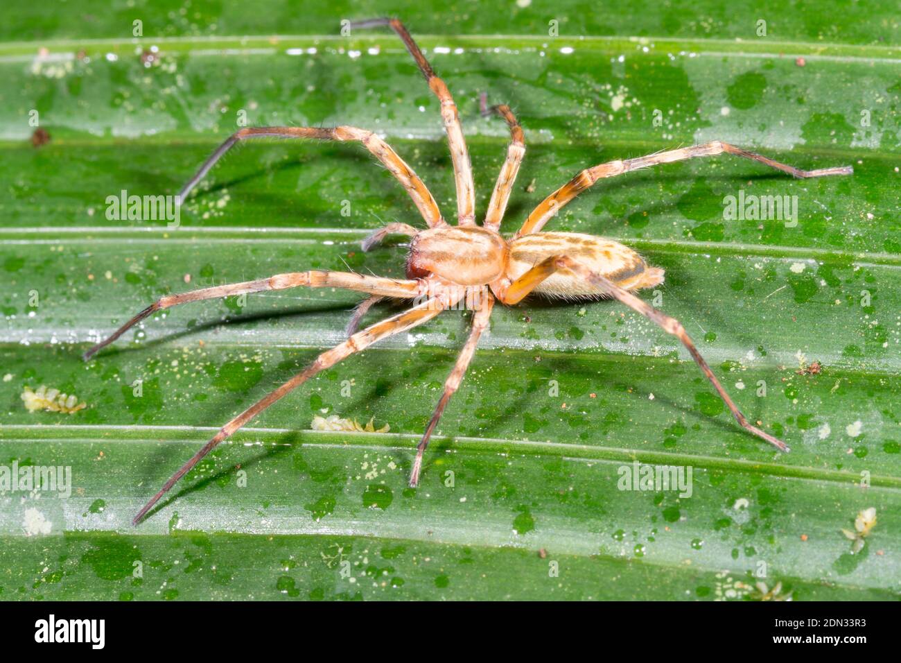 Ghost spider hi-res stock photography and images - Alamy