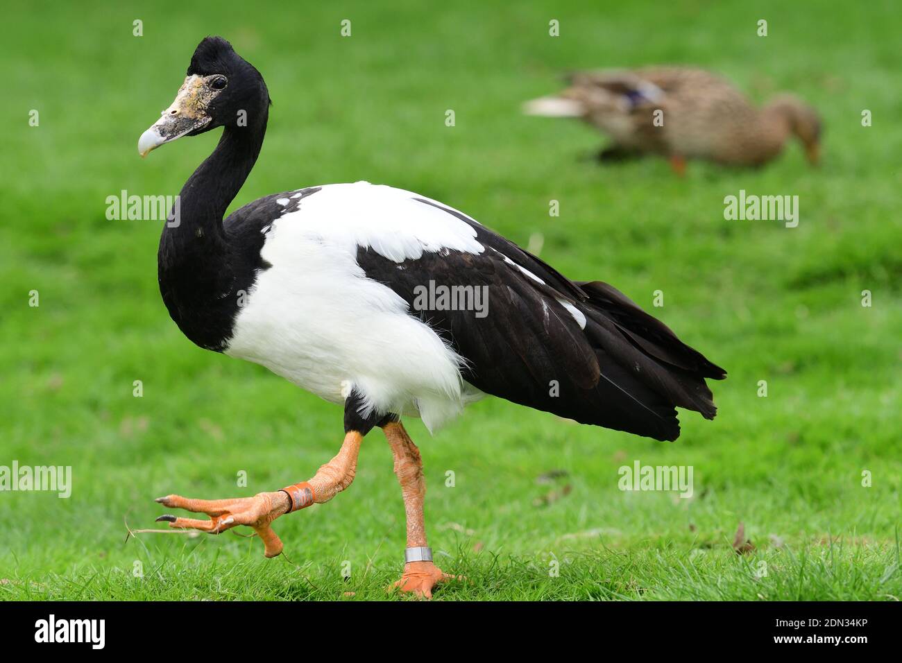 One magpie goose hi-res stock photography and images - Alamy