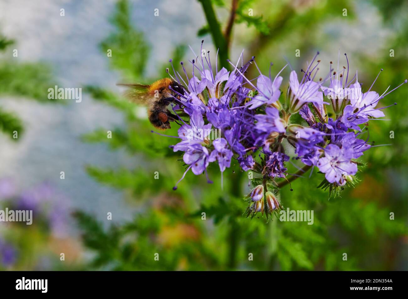 Vibrant floral nectar scene hi-res stock photography and images - Alamy