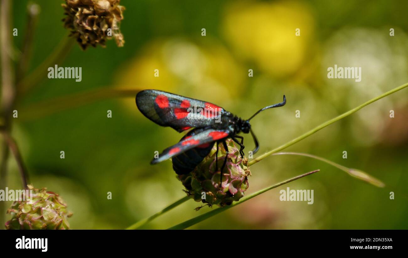 Dots on wings hi-res stock photography and images - Alamy