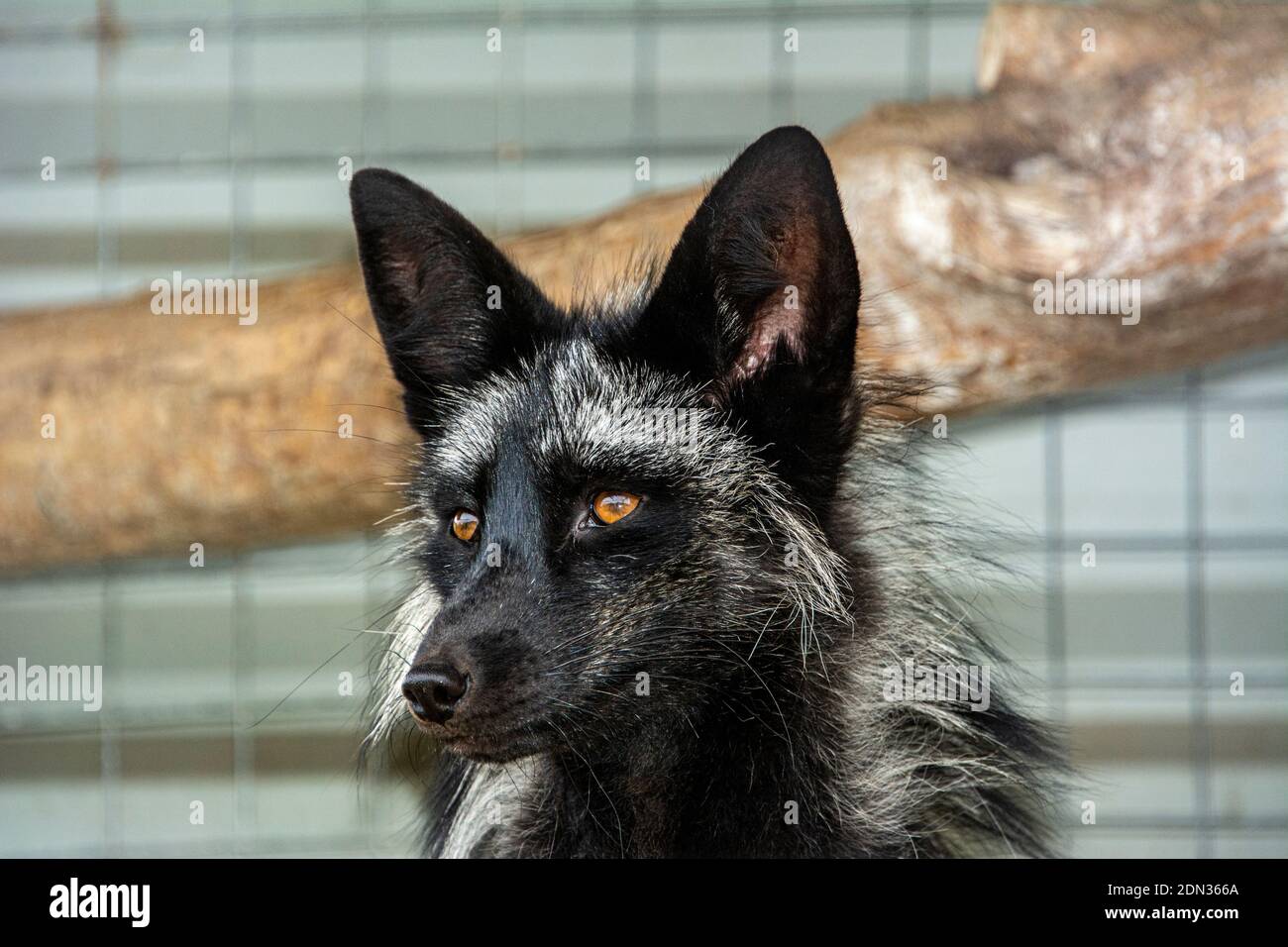 Domestic silver fox hi-res stock photography and images - Alamy
