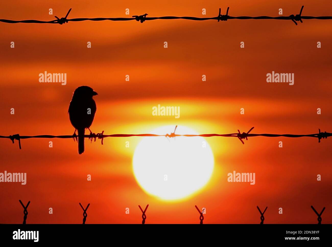 Silhouette bird barbed wire hi-res stock photography and images - Alamy