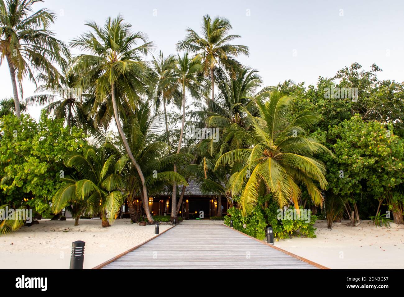 Lush palm trees hi-res stock photography and images - Alamy