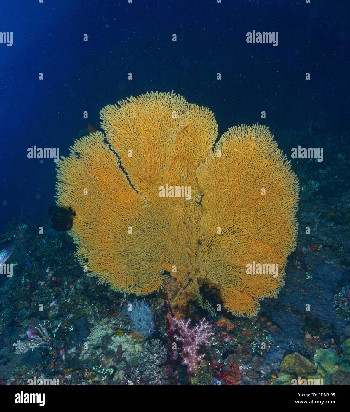 Beautiful sea fan coral hi-res stock photography and images - Alamy