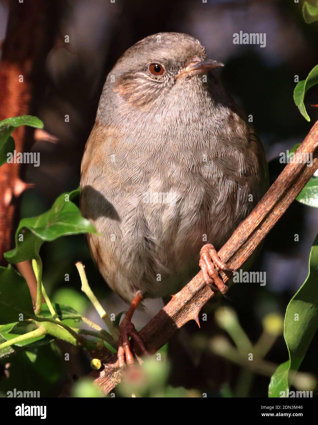Dunnock (Prunella modularis Stock Photo - Alamy