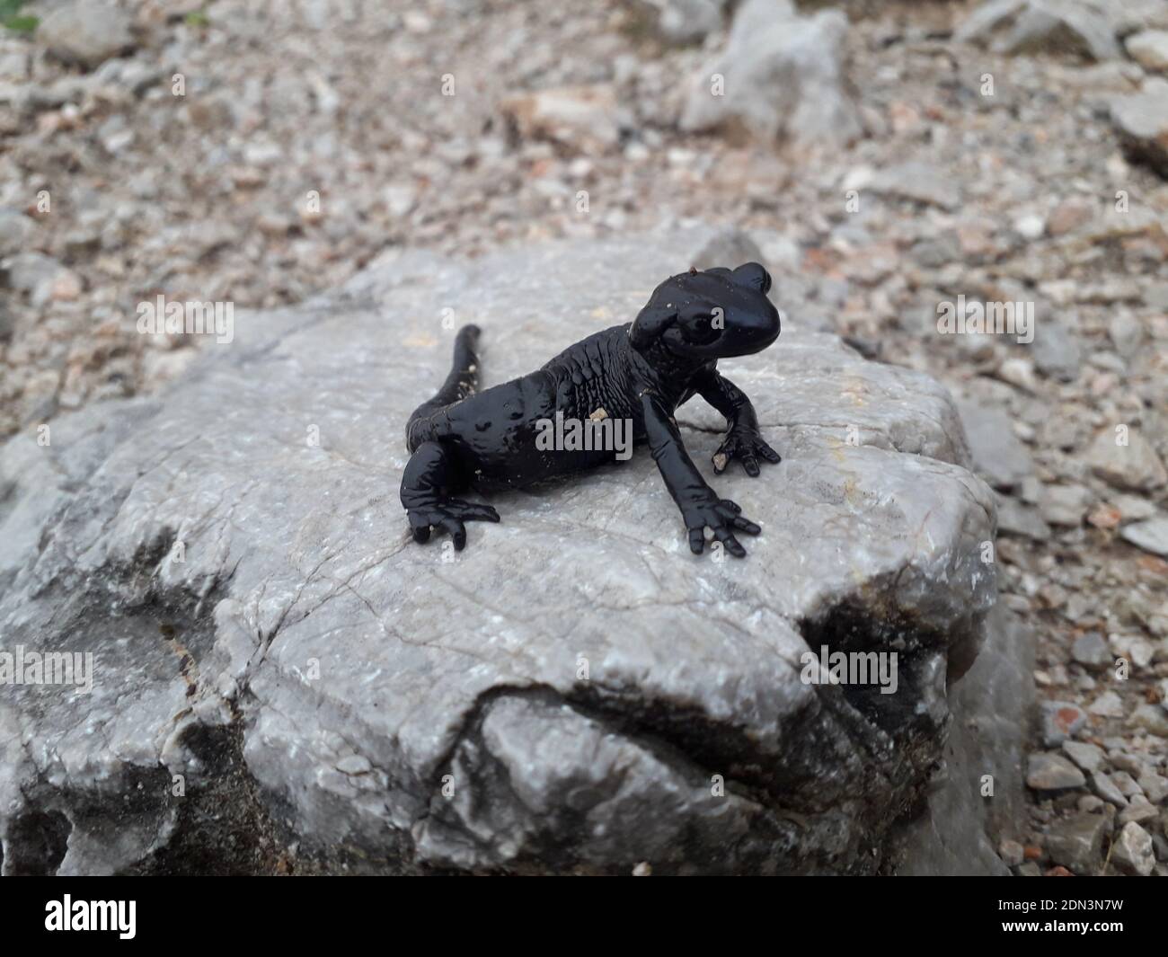 Salamander animals hi-res stock photography and images - Alamy