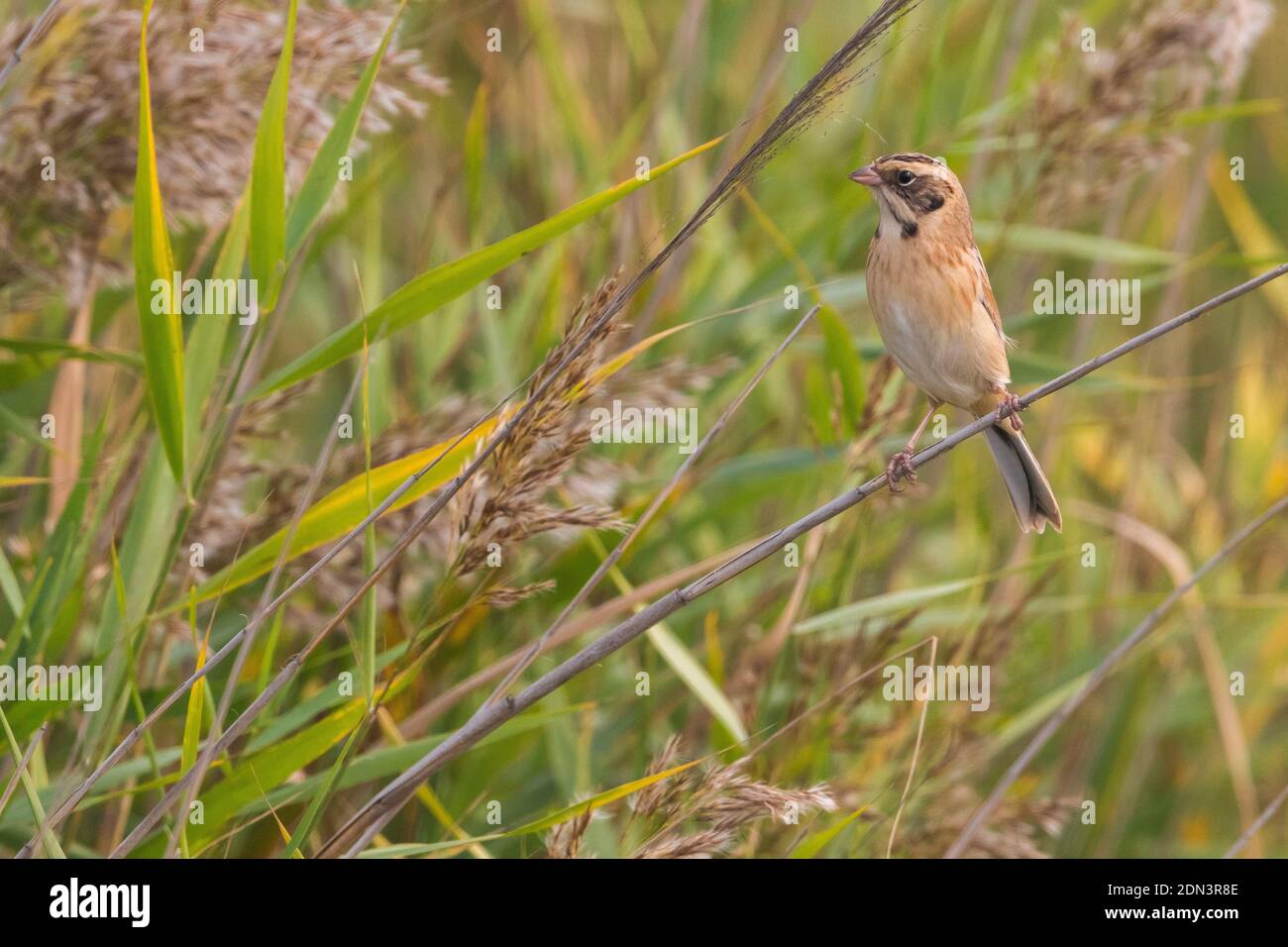 Japanese reed bunting hi-res stock photography and images - Alamy