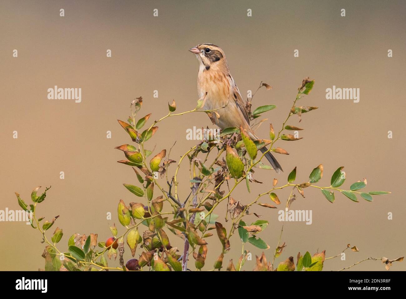 Japanese reed bunting hi-res stock photography and images - Alamy