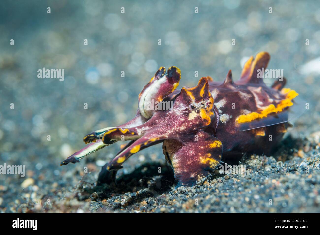 Pfeffer's Flamboyant Cuttlefish [Metasepia pfefferi] in hunting mode ...