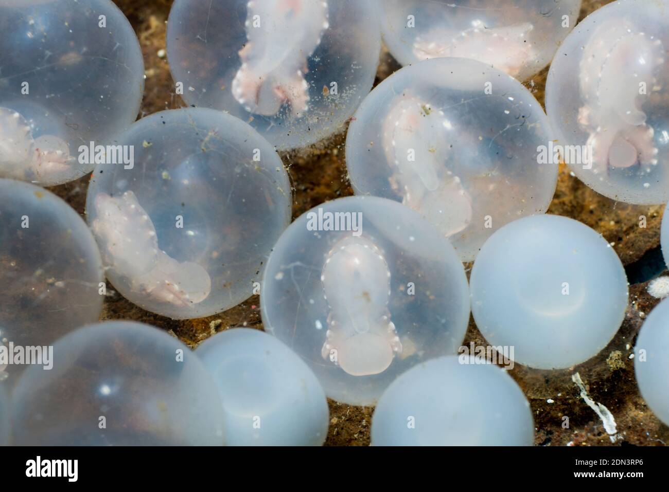 Pfeffers cuttlefish hi-res stock photography and images - Alamy