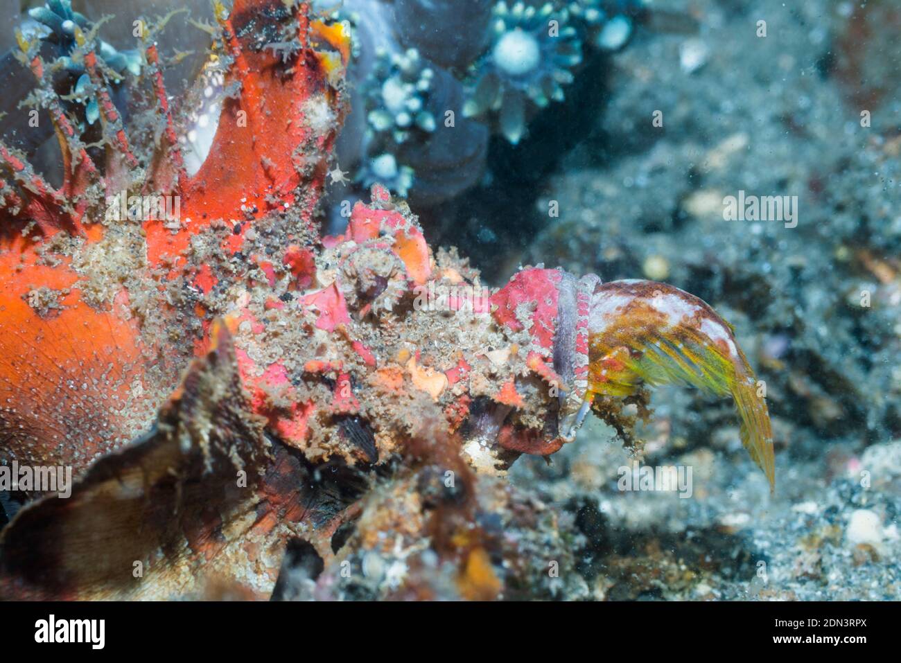 Red Demon High Resolution Stock Photography and Images - Alamy