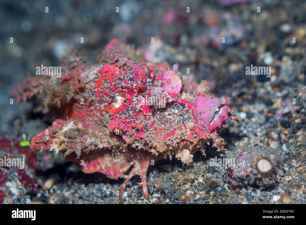 Devil goblinfish hi-res stock photography and images - Alamy