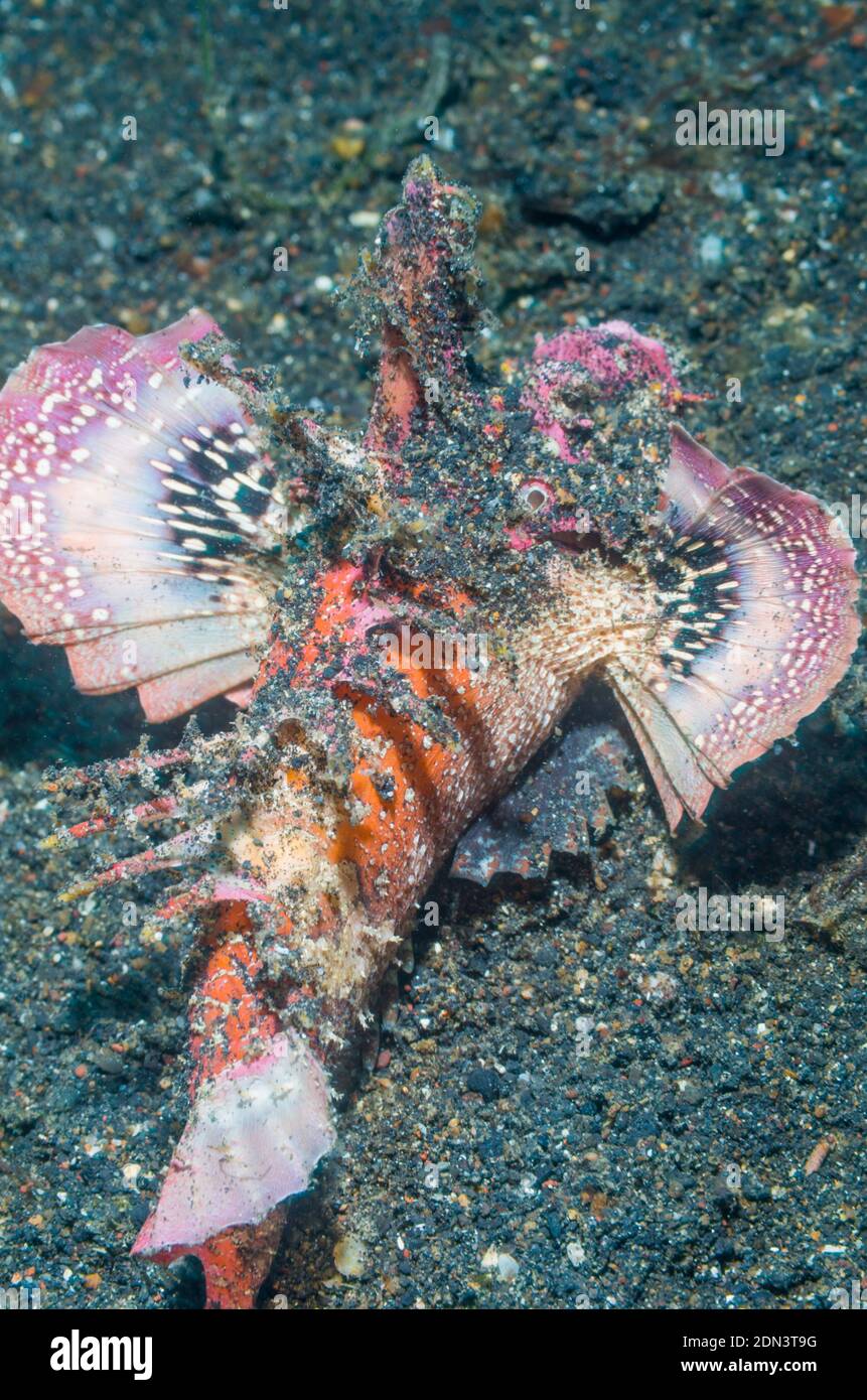 Devil Goblinfish High Resolution Stock Photography and Images - Alamy