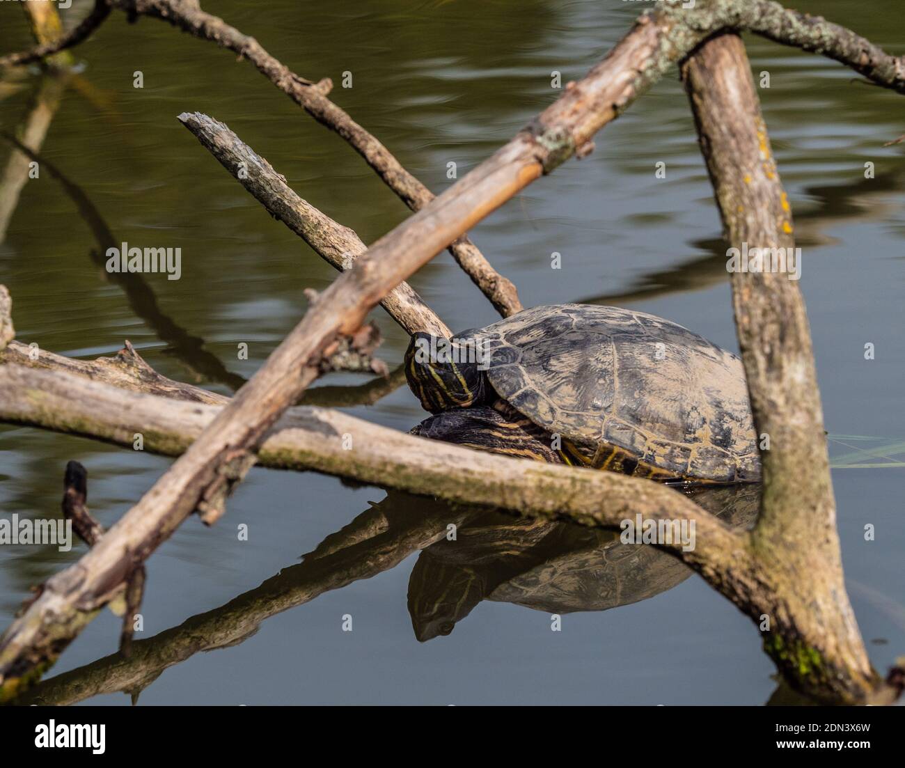 Turtle on a branch hi-res stock photography and images - Alamy