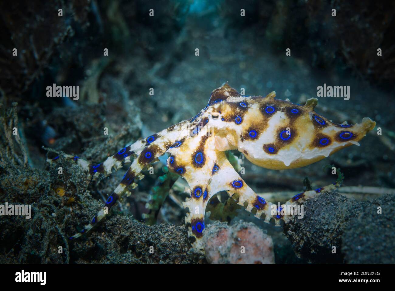 Blue ringed octopus indonesia hi-res stock photography and images - Alamy